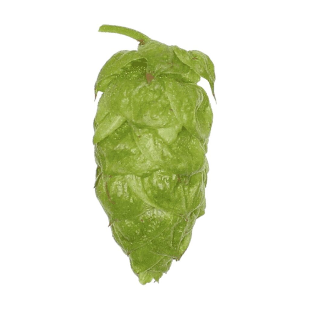 Lúpulo | The Craft Drinks Lab