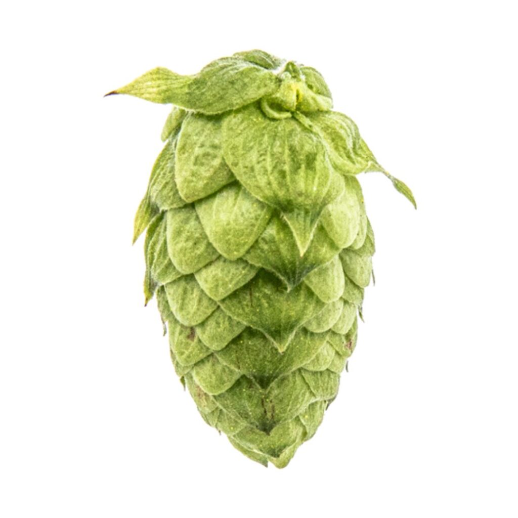 Lúpulo | The Craft Drinks Lab