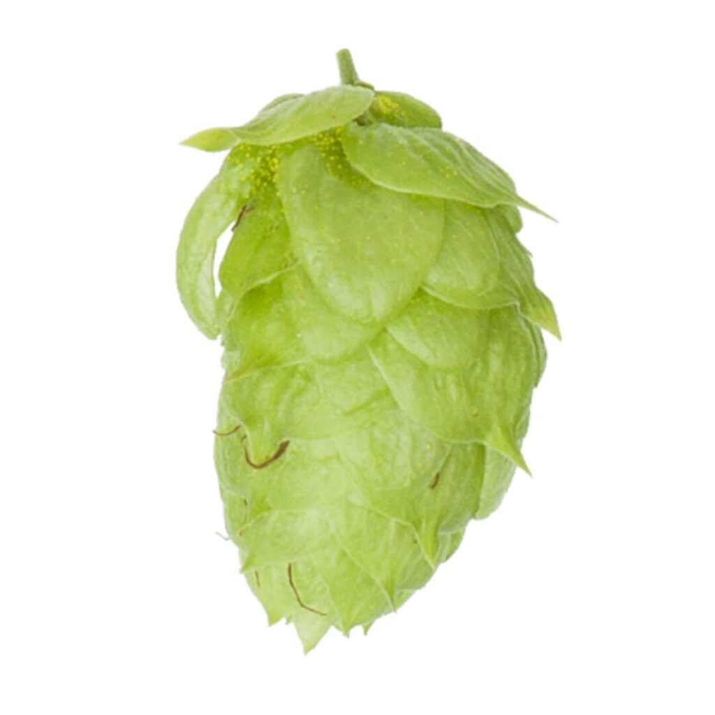 Lúpulo | The Craft Drinks Lab